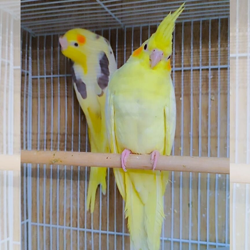 Попугай корелла птенец