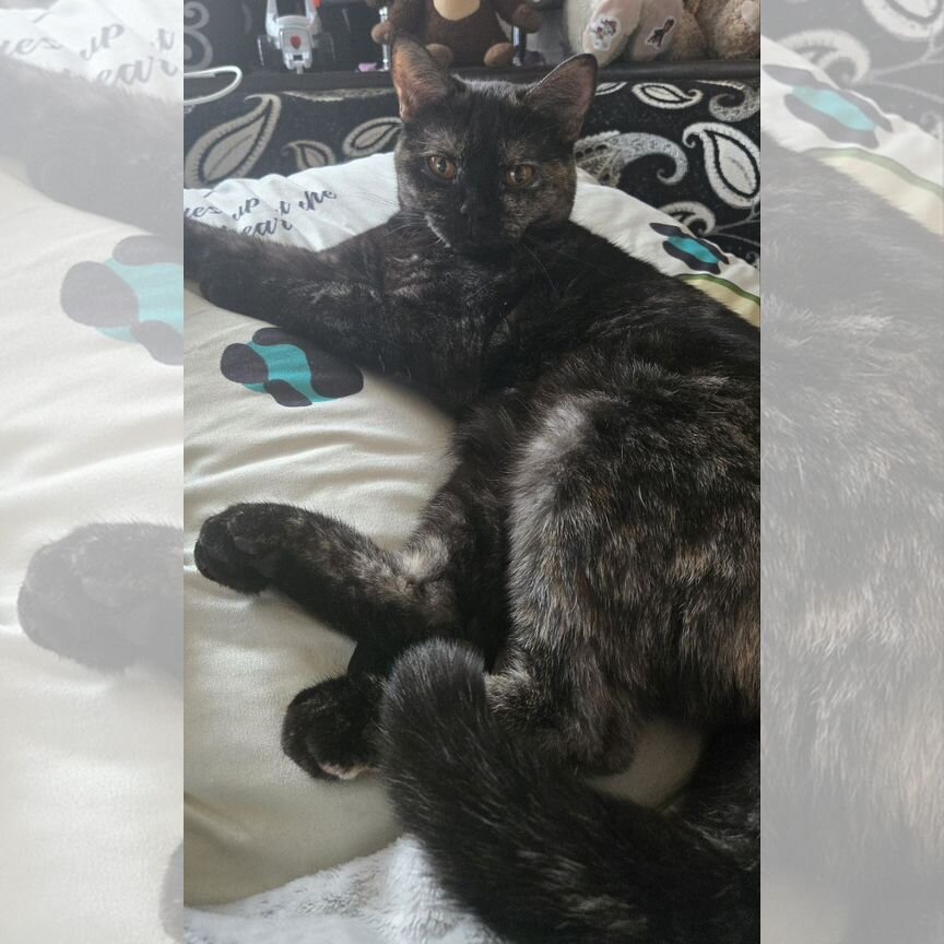 Шотландская прямоухая короткошёрстная кошка, взрослая