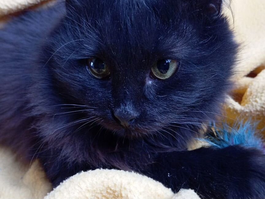 Молодой котик в добрые руки