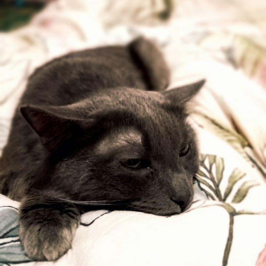 Отдам в добрые руки котика