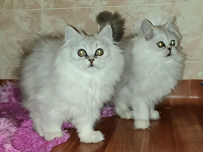 Персидские шиншиллы 3 мес.классики