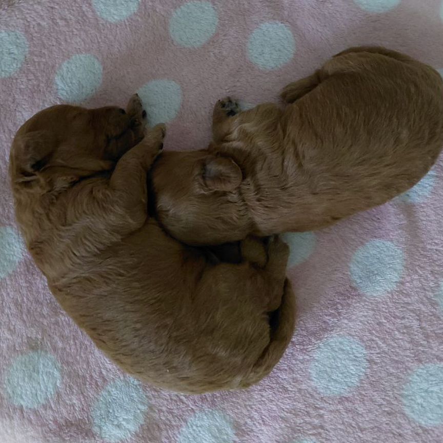 Той-пудель, щенок