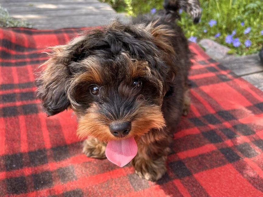 Йоркипу мальчик 1 год