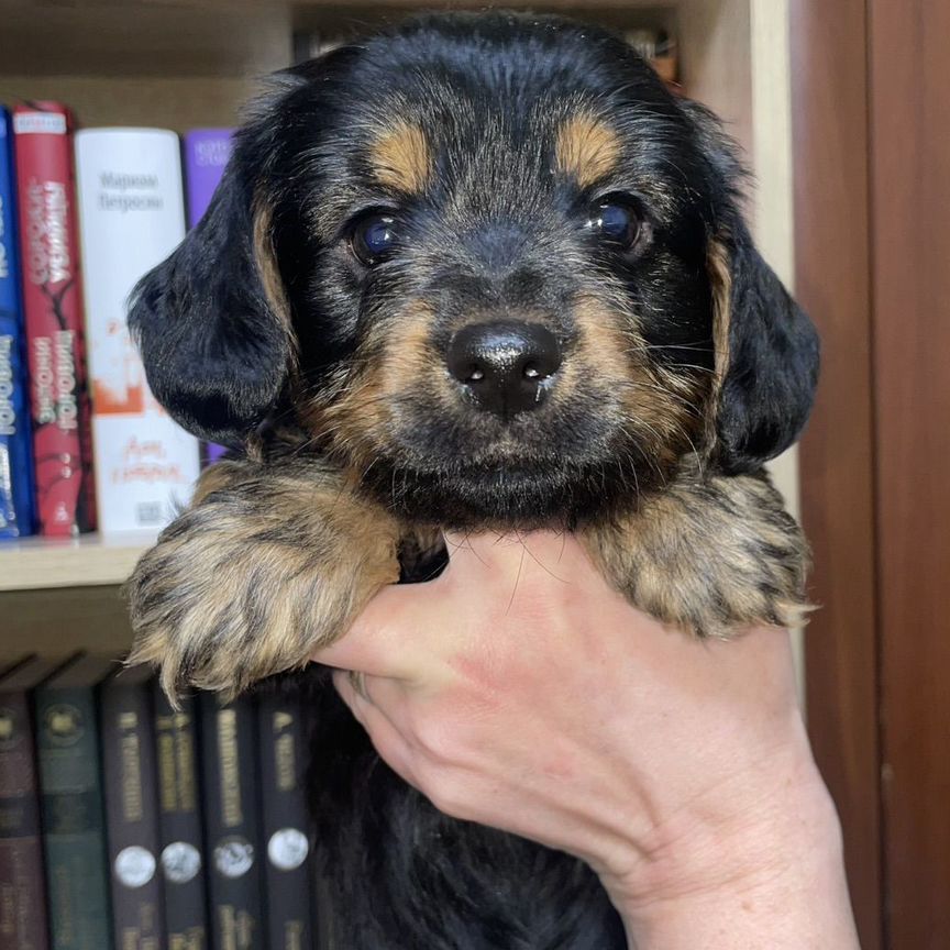 Йоркширский терьер, щенок