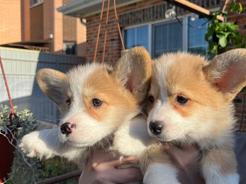 Вельш-корги пемброк щенки