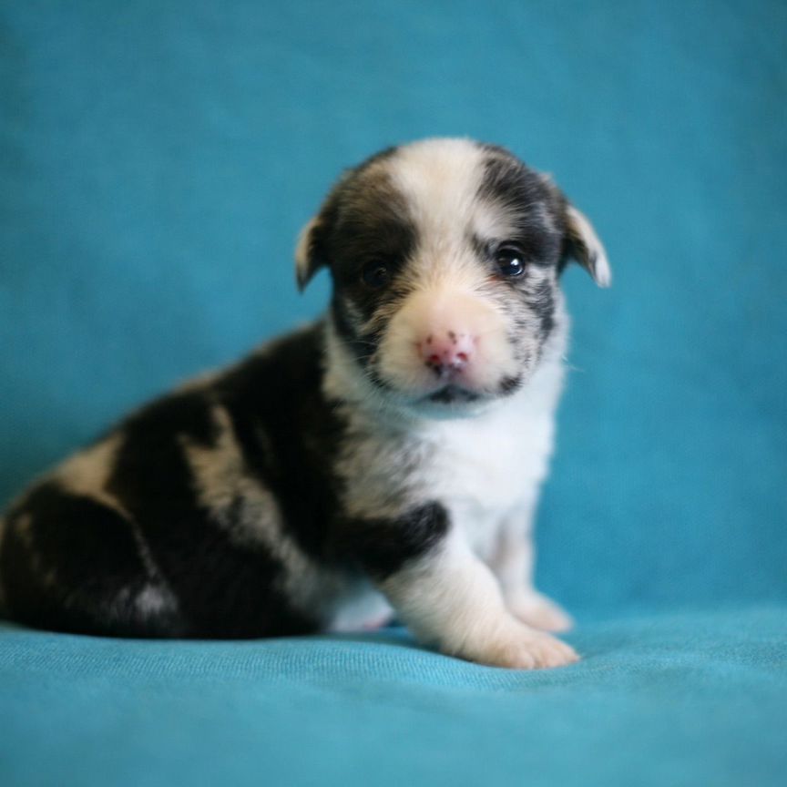 Щенки корги кардиган