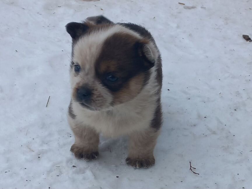 Собака в добрые руки отдам бесплатно