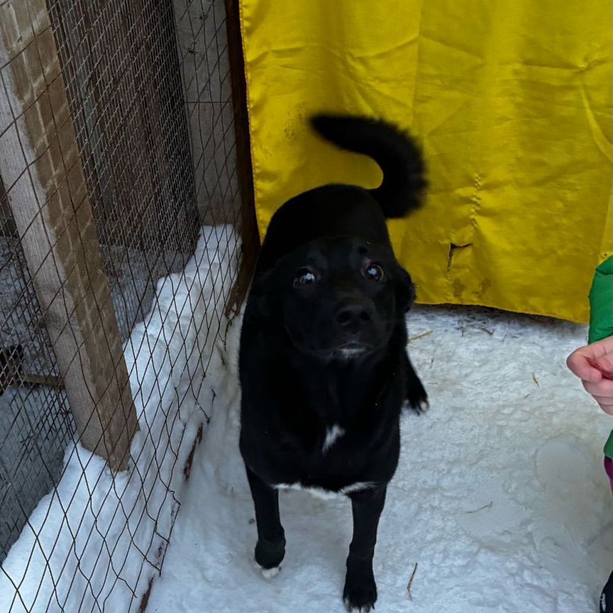 Щенок в добрые руки