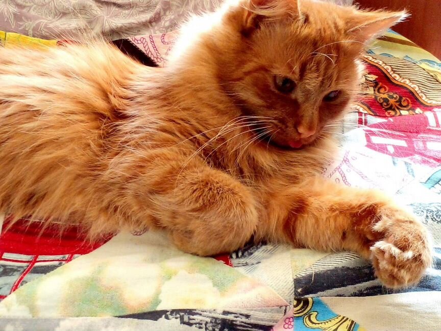 Ласковый котик Маркиз