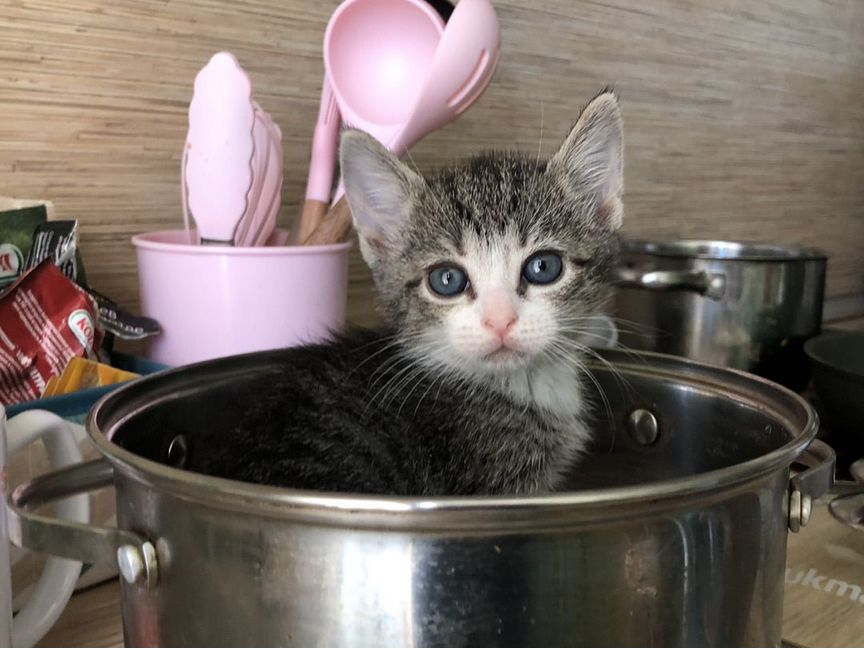 Котята в добрые руки