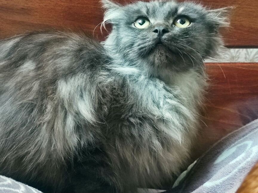 Отдадим красивую кошечку