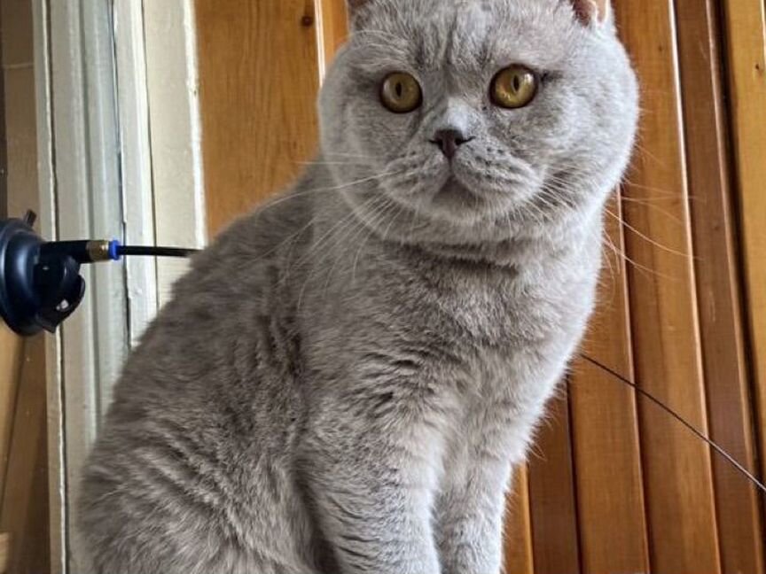 Шотландский кот вязка