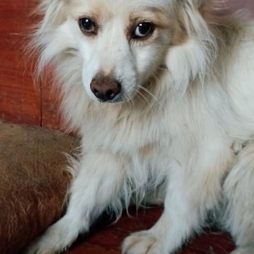 Собака девочка