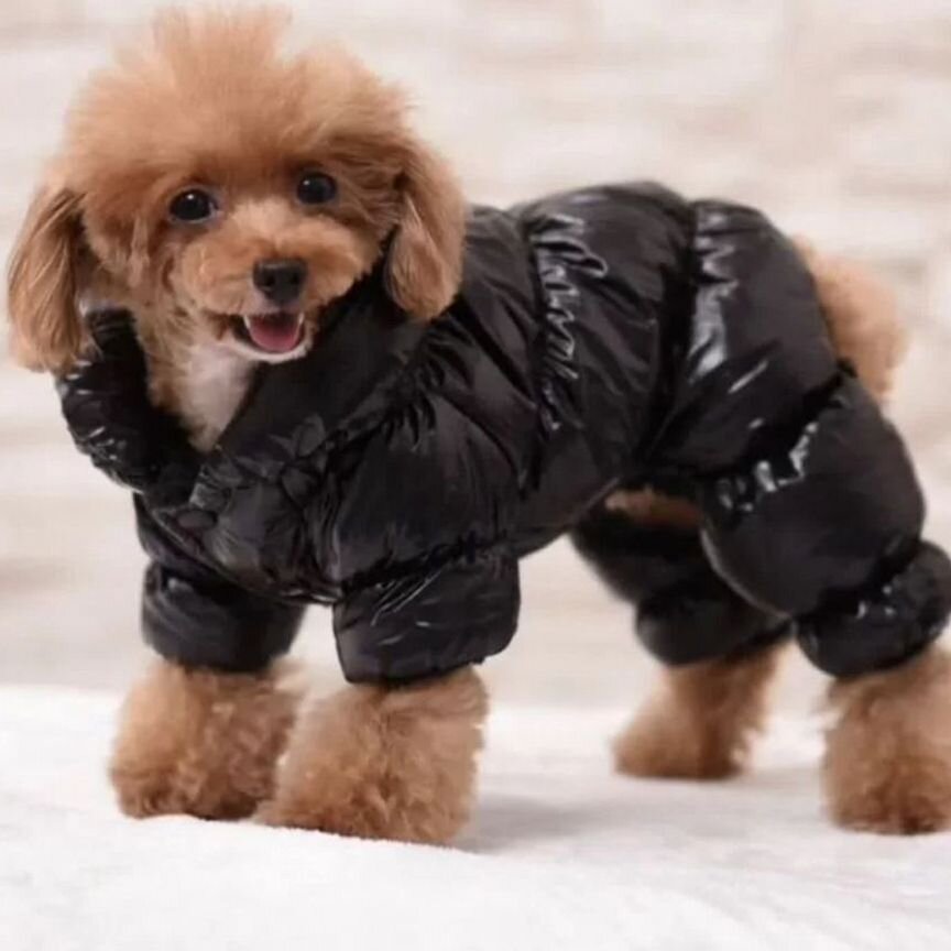 Одежда для собак