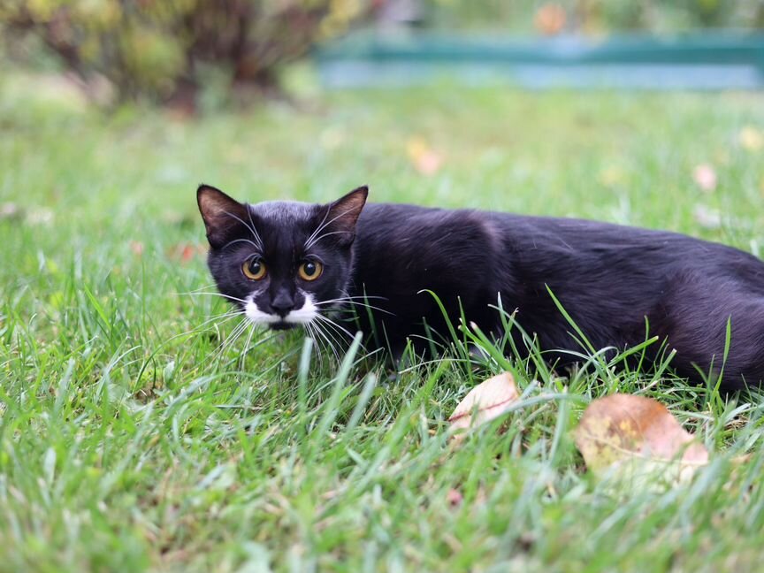 Чёрно-белая кошечка в добрые руки