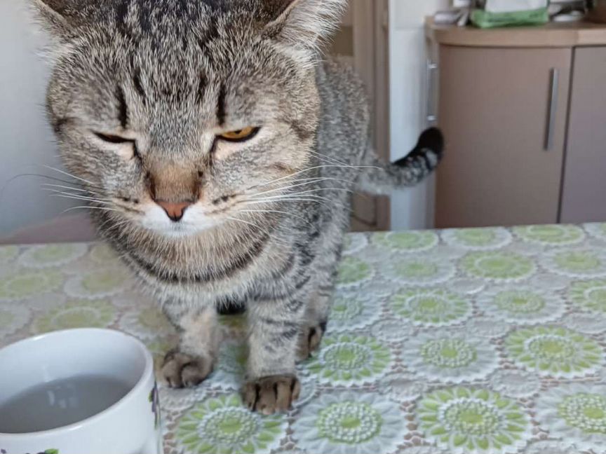 Коты бесплатно