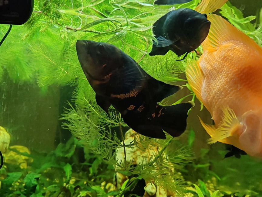 Аквариумные рыбки