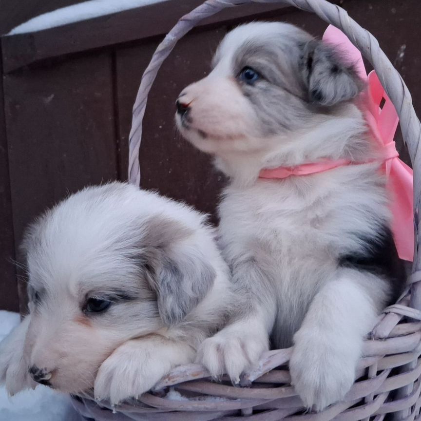 Бордер-колли, щенок