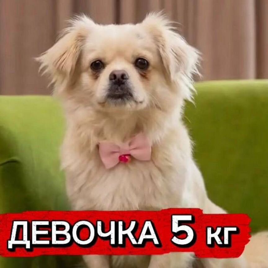 Взрослая собака в добрые руки
