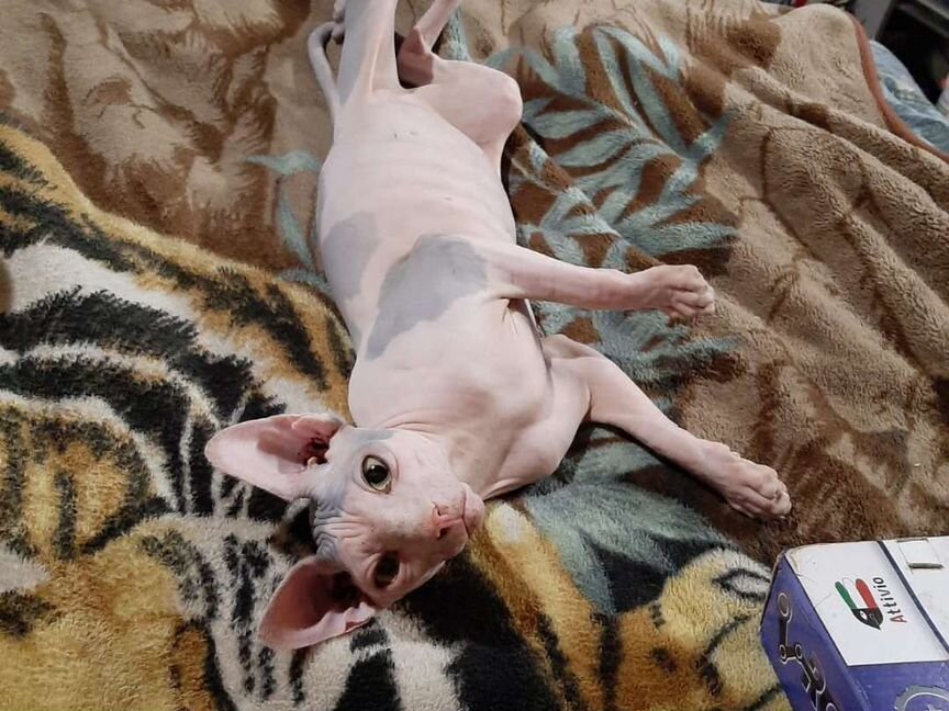 Котик ищет невесту