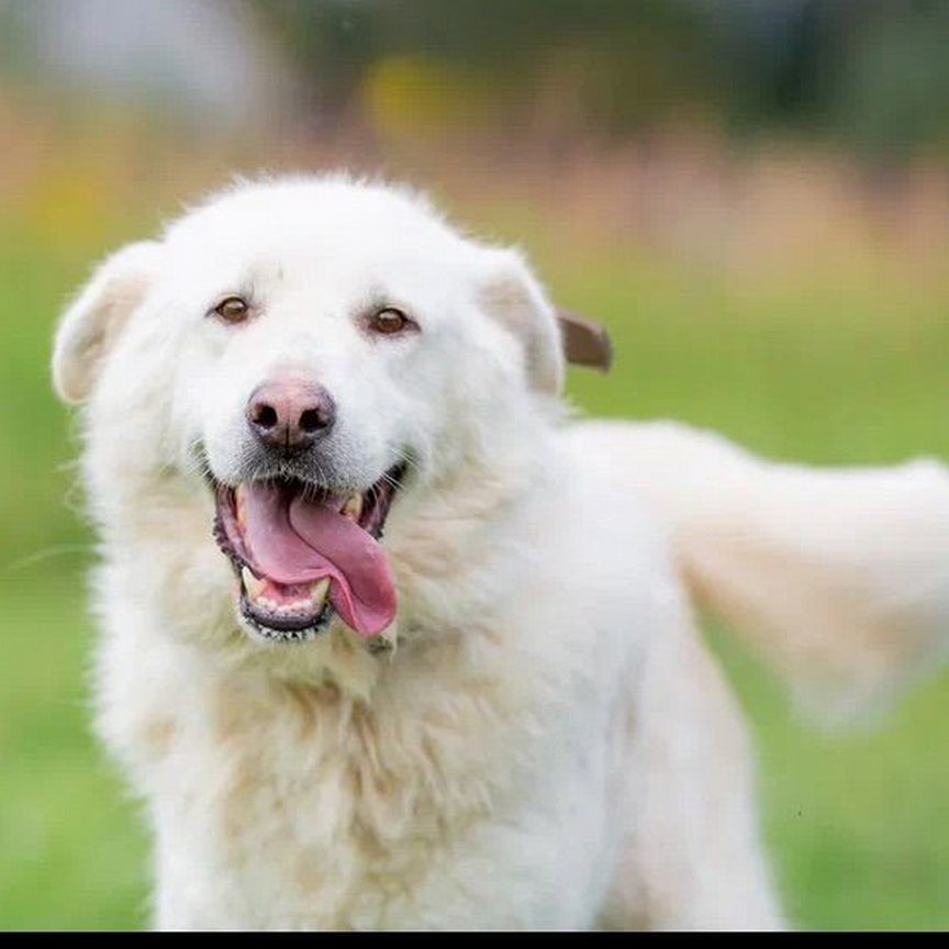 Особенный пес Гектор ждет хозяев