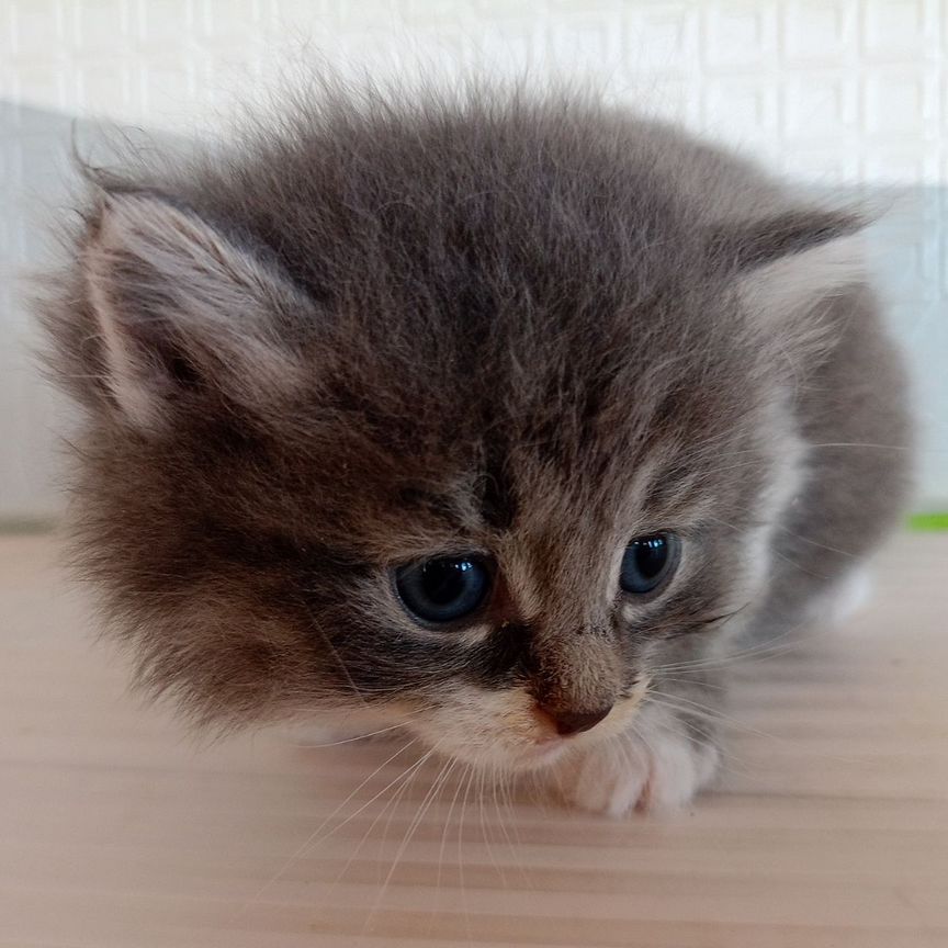 Мейн-кун котёнок