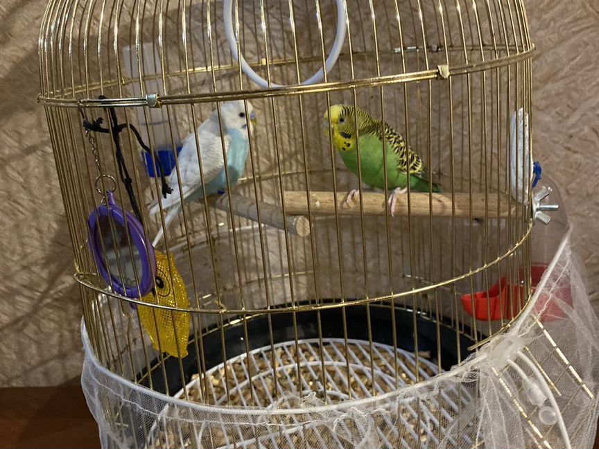 Волнистый попугай 2 шт