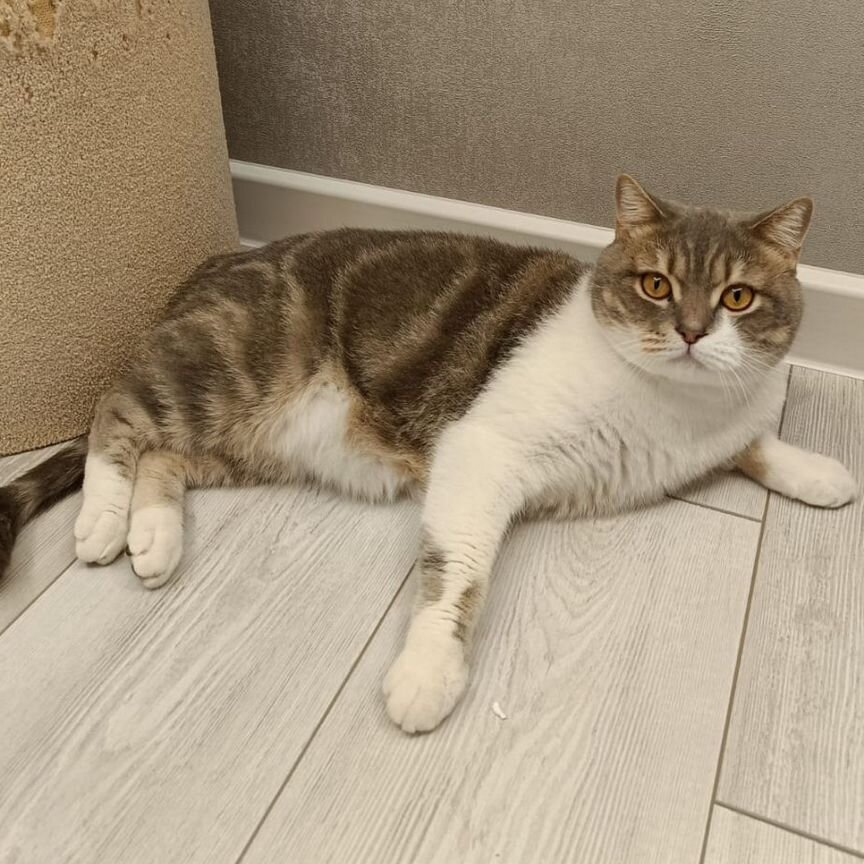 Отдам кота в добрые руки