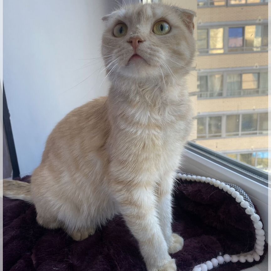 Шотландский вислоухий короткошёрстный, взрослый кот