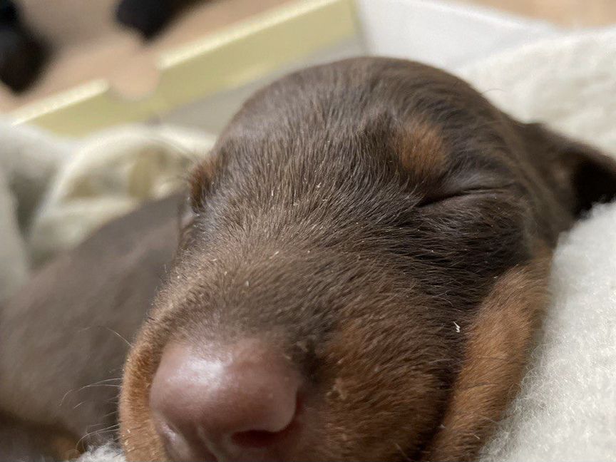 Отдам Добермана