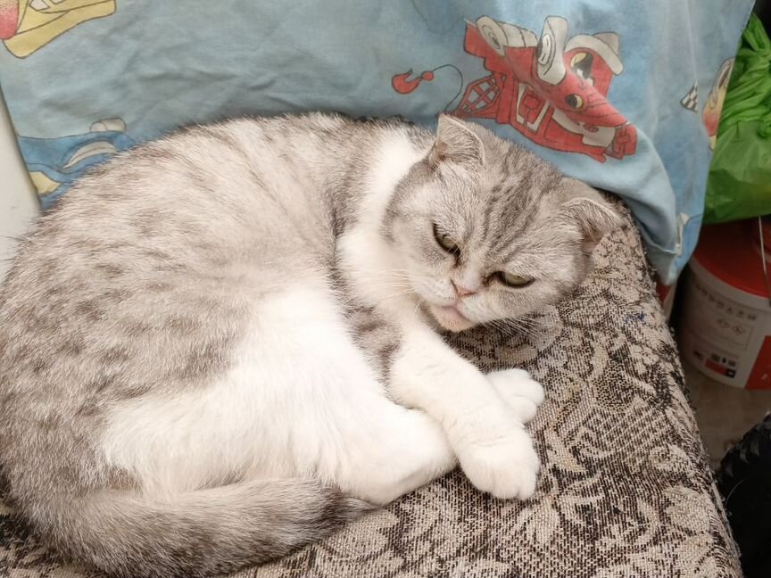 Шотландские