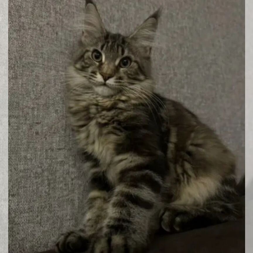 Мейн-кун котёнок