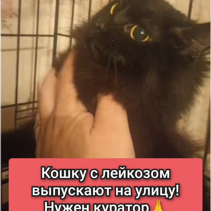 Кошку Ночку с лейкозом выпускают на погибель