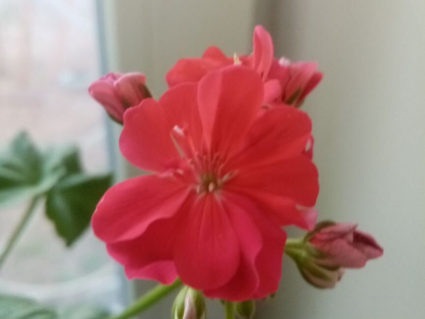 Гранулы для животных