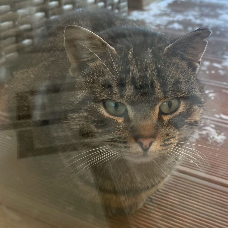 Кошечка ищет дом