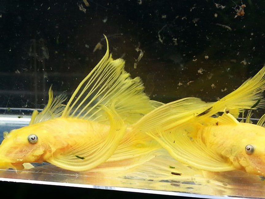 Анциструс вуалевый