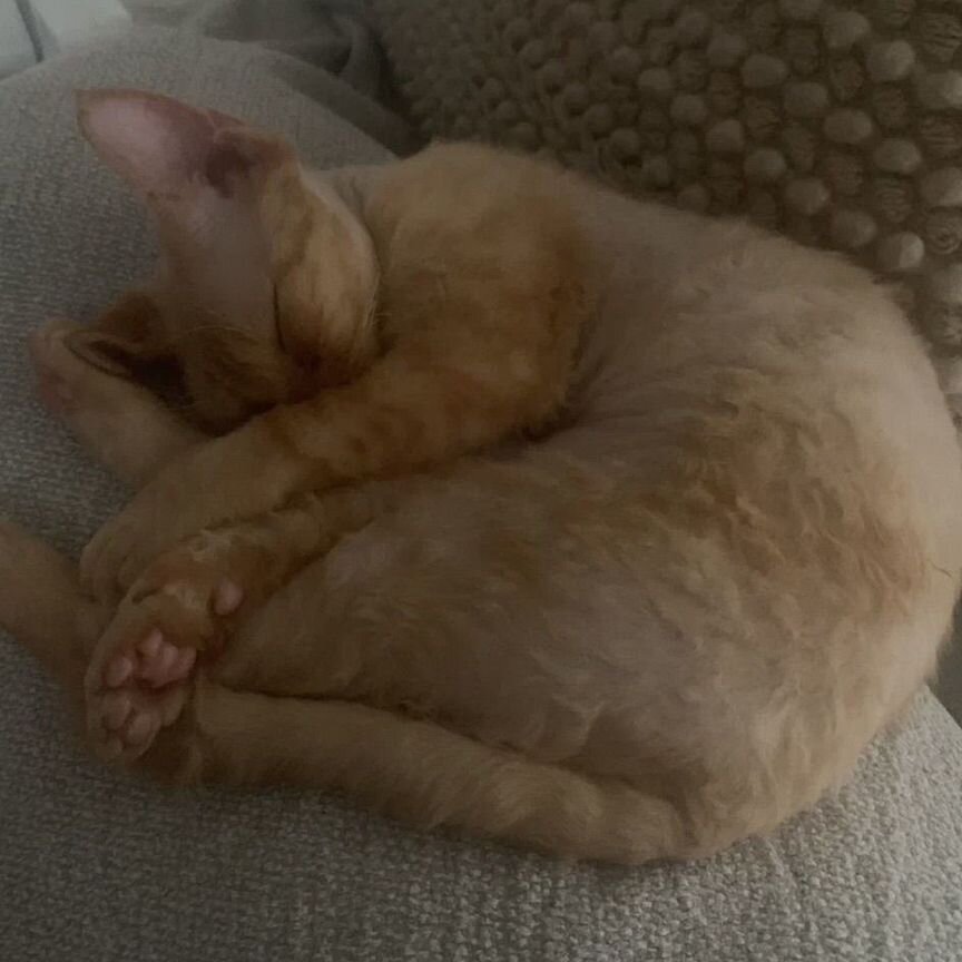 Канадский сфинкс котёнок