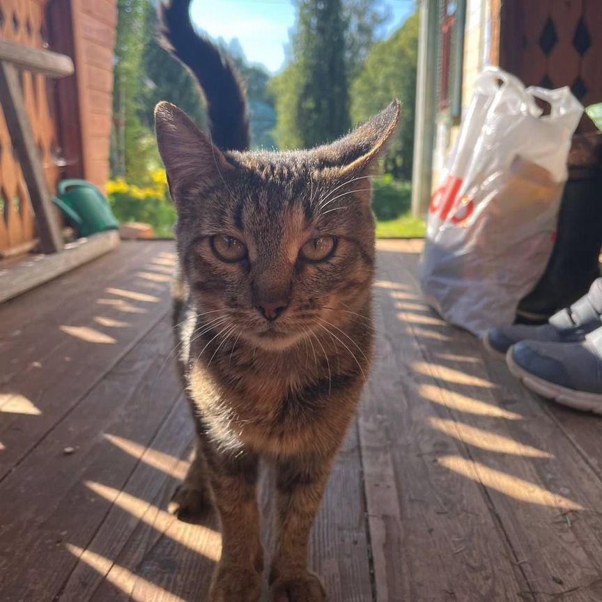 Кошка полосатая русская