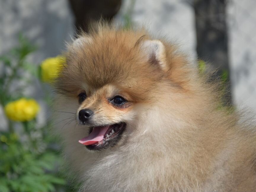 Померанский шпиц