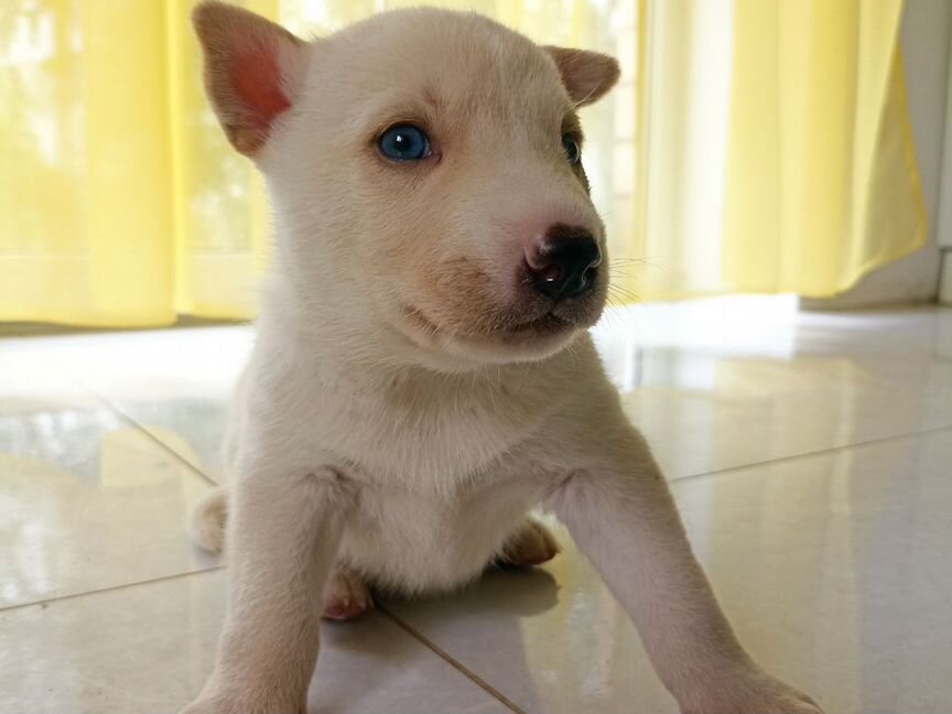 Щенки хаски