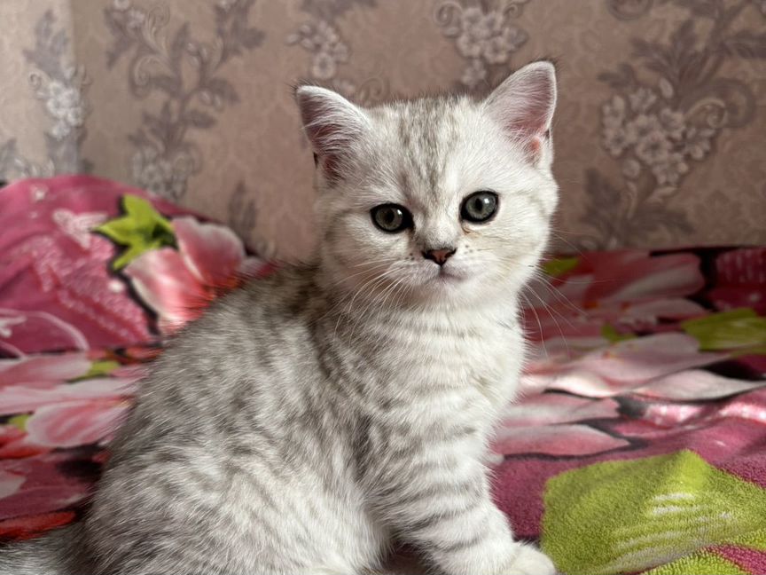 Шотландский котенок скоттиш страйт