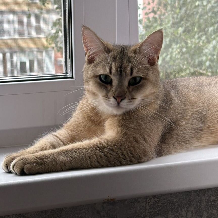 Кот британская шиншилла