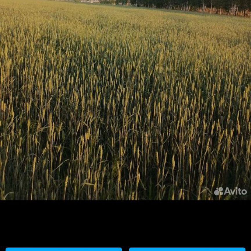 Продам зерно 4,6 т