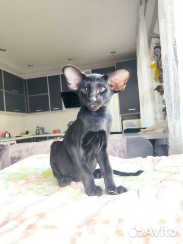 Ориентальная