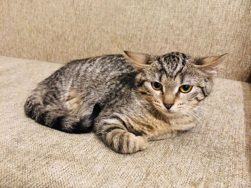 Котенок 3 мес девочка. Опять ждет улицы. Ищет дом