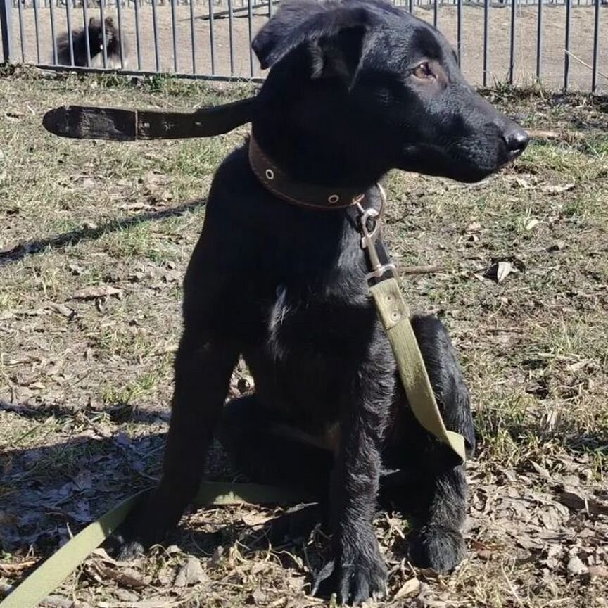 Немецкая овчарка, щенок