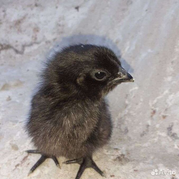 Цыплята Утята Петушки