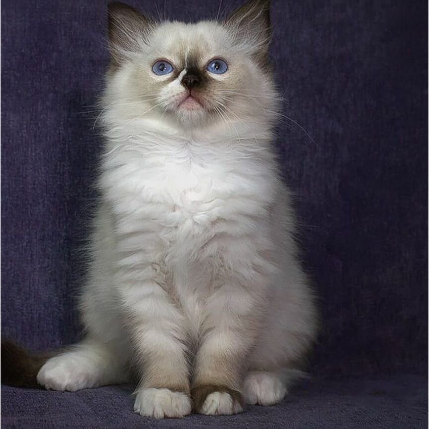 Рэгдолл котёнок