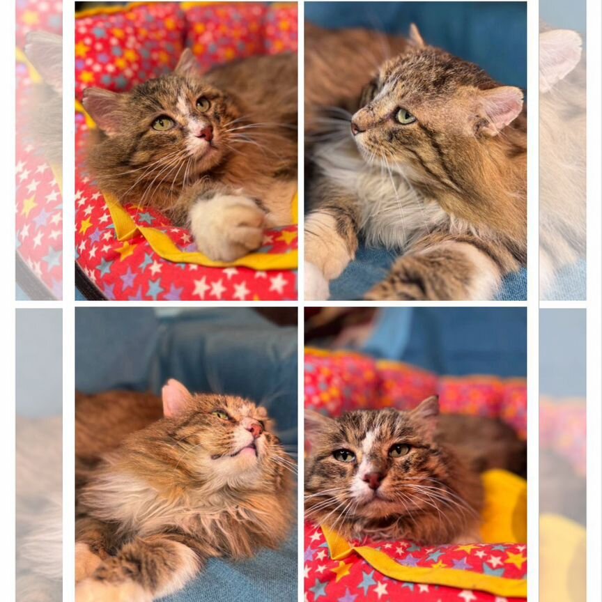 В добрые руки котик Мартин