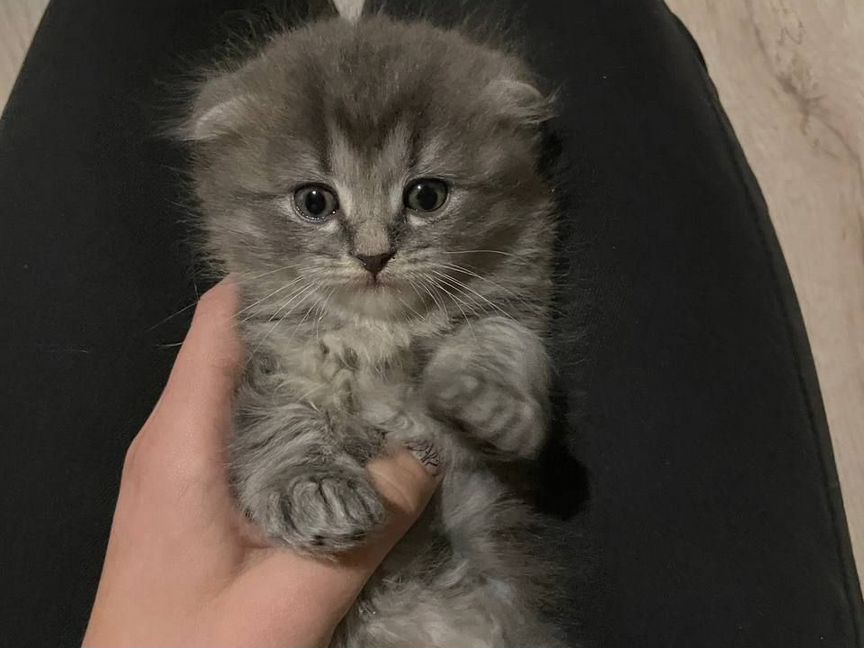 Вислоухие котята в добрые руки